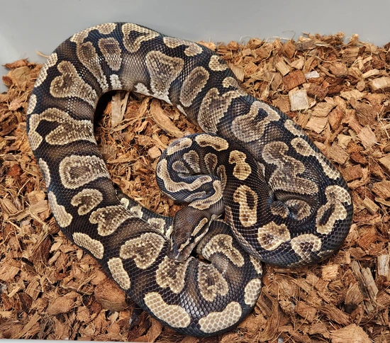 Ghi Pos Calico Het Cryptic Or Clown FREE SHIPPING! Ball Python by Ball-Mart