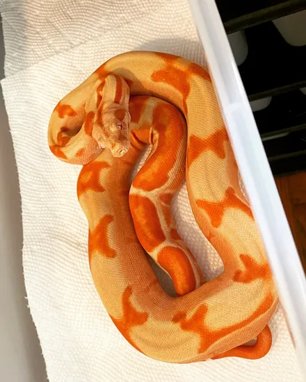 Lipstick Line Orangasm Pastel Sunglow Jungle AKA - Star Burst Boa ...