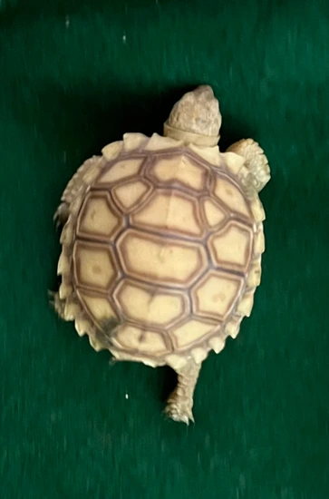 Very Cool Split Scute Sulcata Sulcata Tortoise by Balland’s Tortoise Ranch