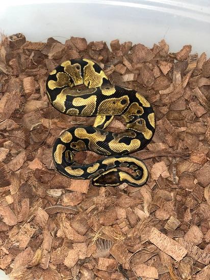 Enchi Het Desert Ghost 50% Het Clown Ball Python by MOSA Exotics