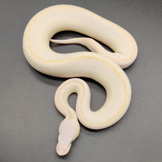 Bamboo BEL Poss Cinnamon/Sable Ball Python by Ball Python Fusion
