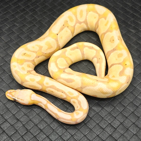 Hypo Banana Vanilla Pastel Ball Python by Ball Python Fusion