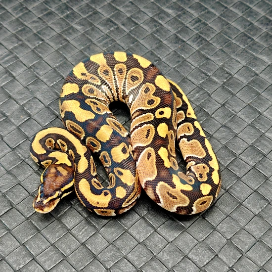 Jedi Ball Python by Ball Python Fusion