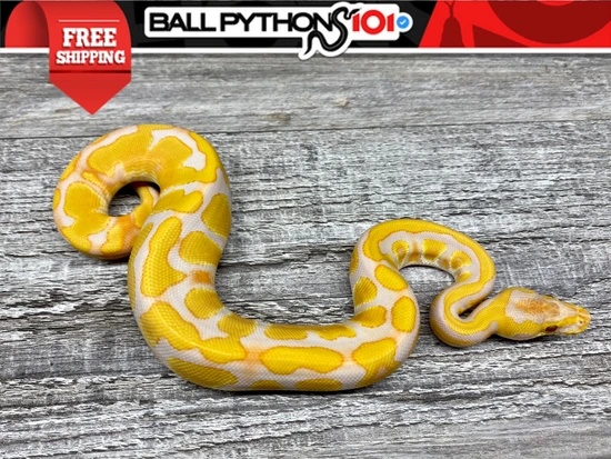 Enchi Lavender Albino Het Pied Ball Python by Ball Pythons 101