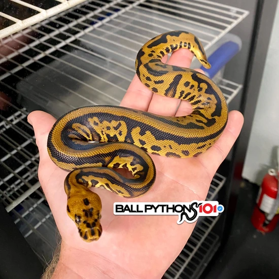 🔥Stranger Batman🔥 Ball Python by Ball Pythons 101