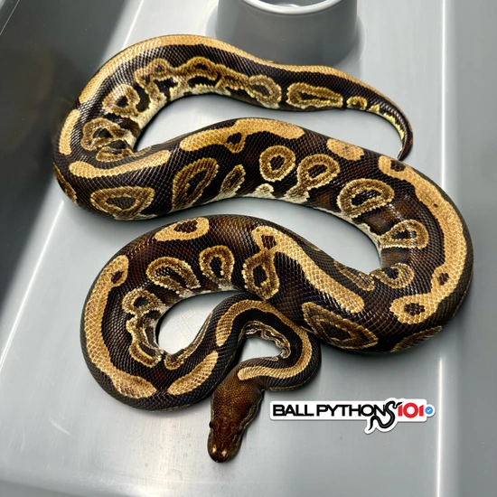 Barnhart Black Pastel *13 EGG LAYER* Ball Python by Ball Pythons 101