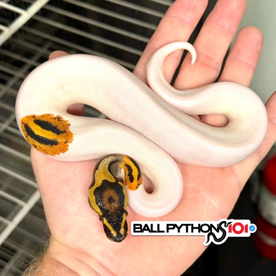 Orange Dream Yellowbelly Pied 100% Het DG ♀️ – 🔥 High-White & Bold Head ...