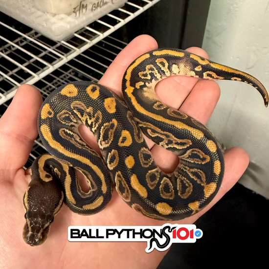 Black Pastel Phantom Or Mojave Het Clown Poss YB & Red Stripe Ball Python by Ball Pythons 101