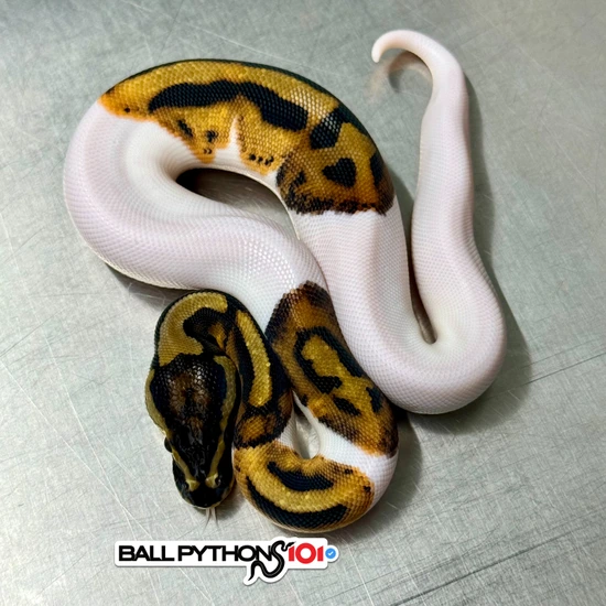 Pied Het Desert Ghost Ball Python by Ball Pythons 101