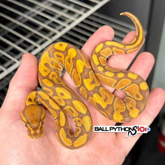 Red Stripe Ultramel Het Clown Ball Python by Ball Pythons 101