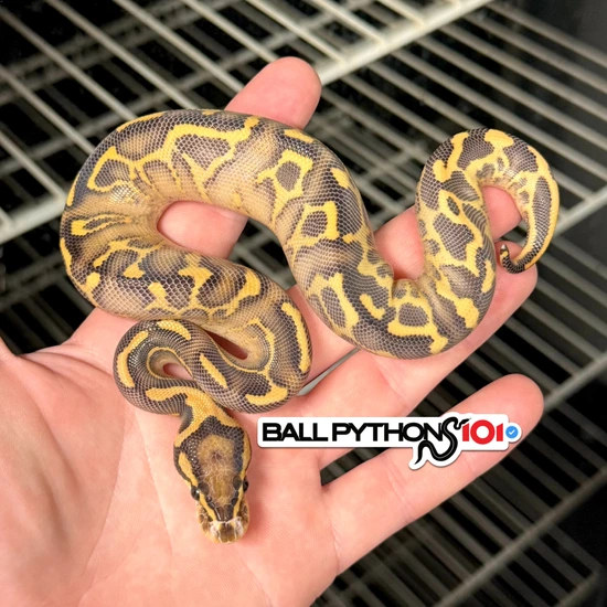 Leopard Highway Het Clown Ball Python by Ball Pythons 101
