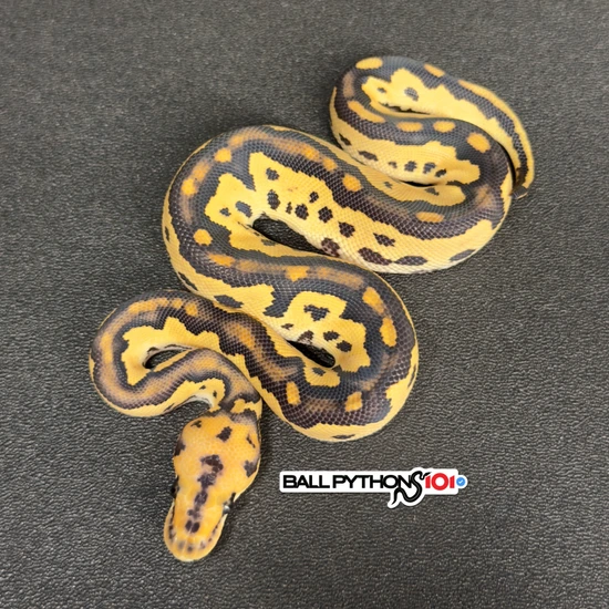 Black Head Desert Ghost Clown 50% Het Hypo Ball Python by Ball Pythons 101