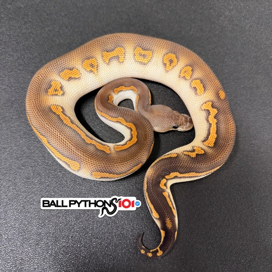 Wookie Black Pastel (Mojave Or Phantom) Clown Ball Python by Ball Pythons 101