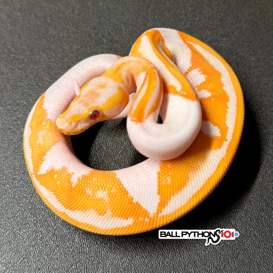 Yellowbelly Dreamsicle Ball Python by Ball Pythons 101