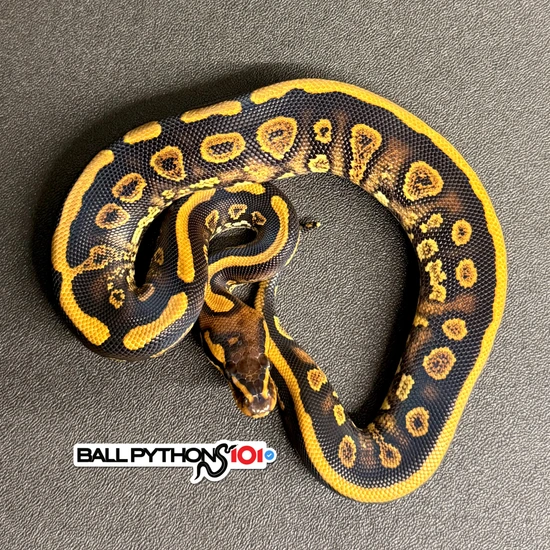 Stranger YB 💯 Het Clown Ball Python by Ball Pythons 101