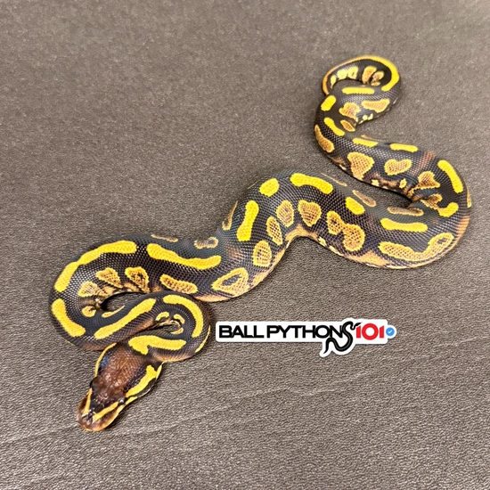 YB 💯 DBL Het Paint Clown Ball Python by Ball Pythons 101