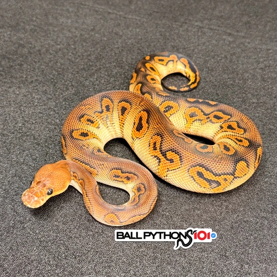 Wookie Black Pastel Clown Ball Python by Ball Pythons 101