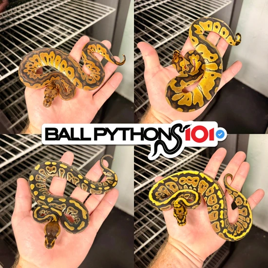 🔥clown Group 4 Females🔥 Ball Python by Ball Pythons 101
