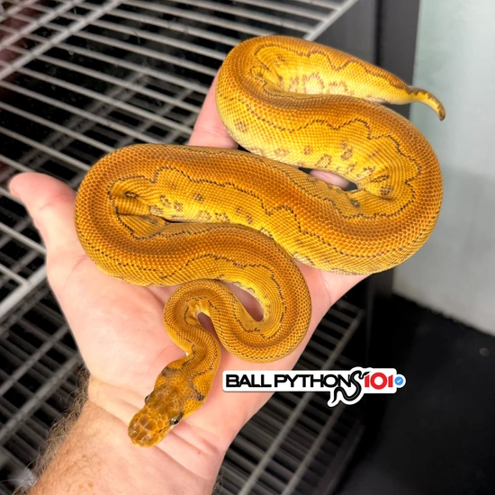OD Red Stripe YB Enchi Phantom Clown Ball Python by Ball Pythons 101