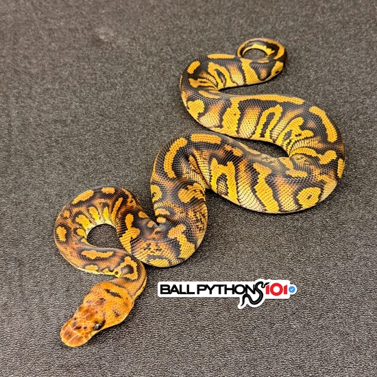 Stranger Black Head Spotnose Clown Ball Python by Ball Pythons 101