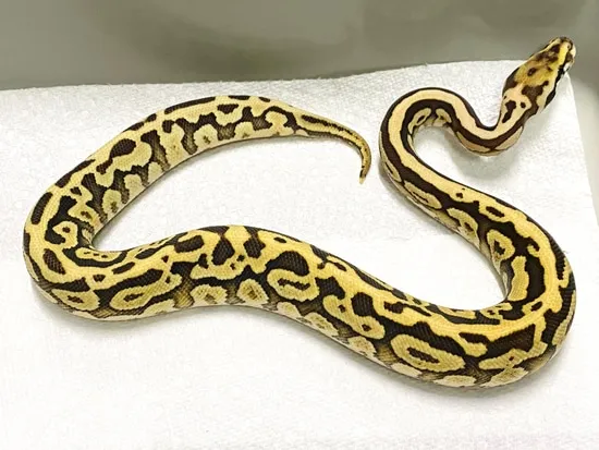 Acid Spotnose Butter Ball Python by Ball Python Shed