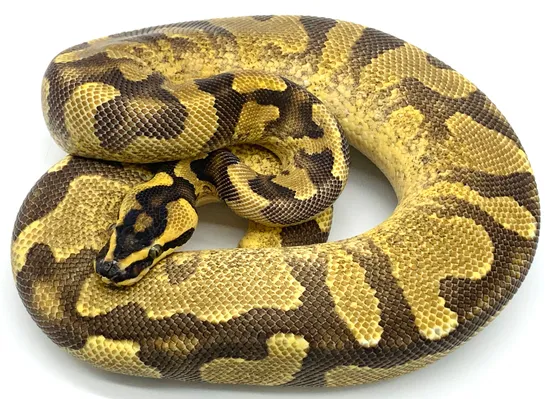 Super Enchi Super Asphalt 💯 Het Pied Ball Python by Ball Python Shed