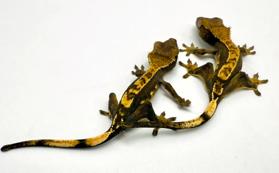 🔥Brindle Dalmatian 50% Het AXANTHIC 🔥 Pair Crested Gecko by Ball Python ...