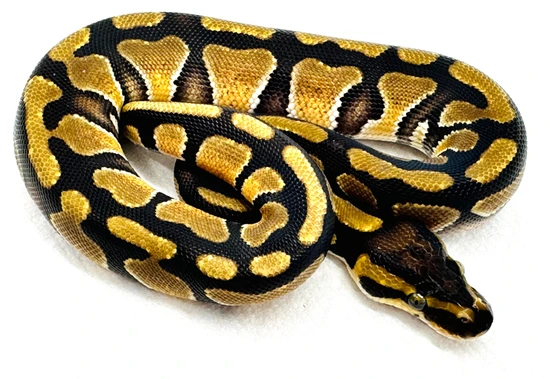 Enchi Stranger TH Hypo Clown Pied 🔥 Ball Python by Ball Python Shed