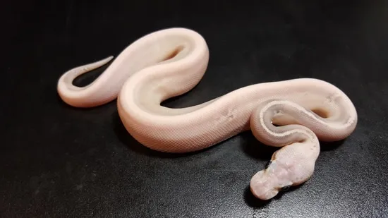 Super Pastel Calico Lesser Cinnamon Poss Yb Ball Python by Ballroom ...