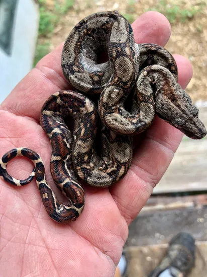 Niceraguan Redtail Boa Male 1 Boa Constrictor by Ballroom Pythons South