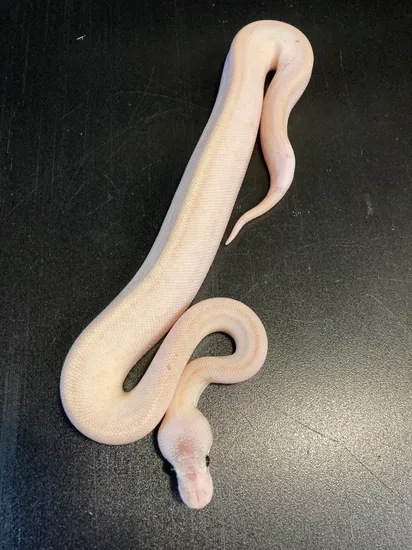 2022 Pastel Champagne Het Clown Female Ball Python by Ballroom Pythons ...