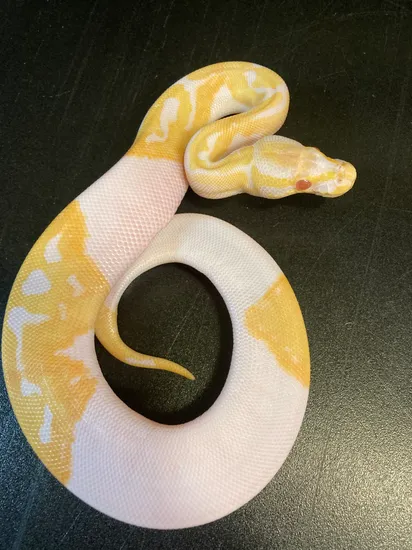 2022 Albino Piebald 51% White Female Ball Python by Ballroom Pythons South