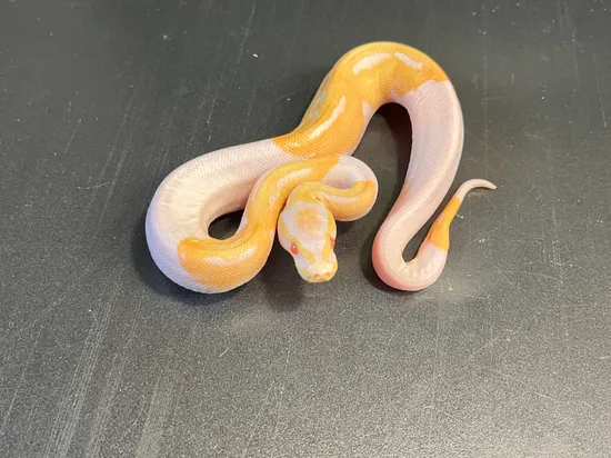 2022 Albino Piebald 49 % White Male Ball Python by Ballroom Pythons South