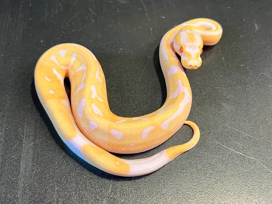 2022 Albino Piebald 5% White Female Ball Python by Ballroom Pythons South