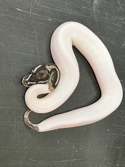 2022 VPI Axanthic Piebald Poss Leopard 88% White Female Ball Python by ...