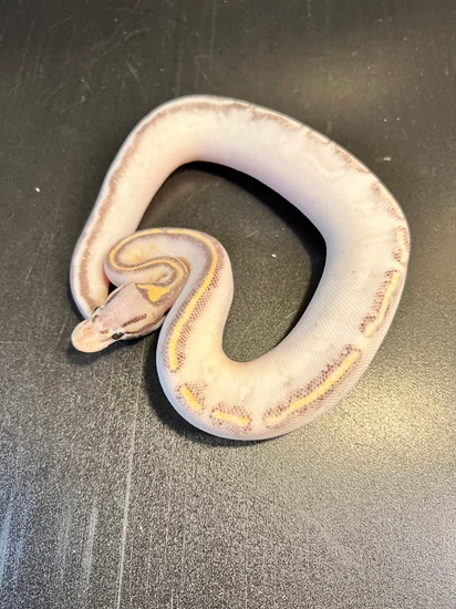 2022 Highway Pastel Female Ball Python by Ballroom Pythons South