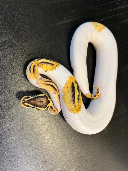 Firefly Pied 75% White Female Ball Python by Ballroom Pythons South