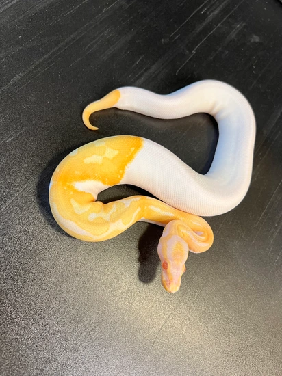 Albino Piebald 70% White Female Ball Python by Ballroom Pythons South