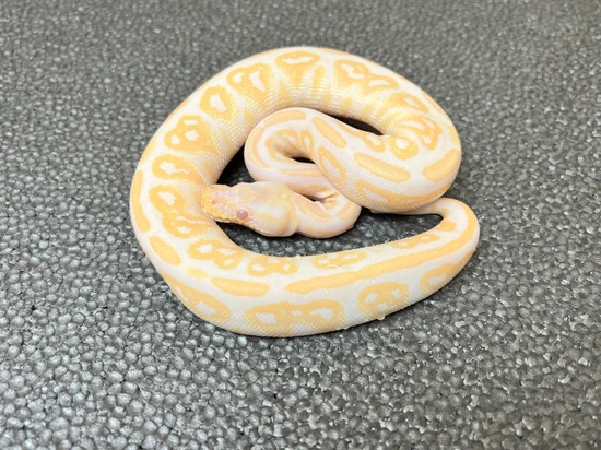 Albino Black Pastel Female Ball Python by Ballroom Pythons South