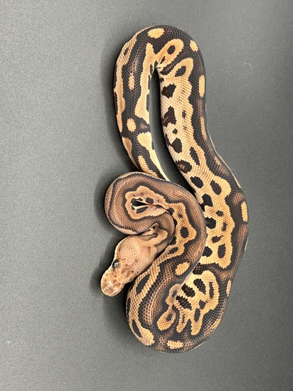 2024 Cinnamon Leopard Clown Male Ball Python by Ballroom Pythons South