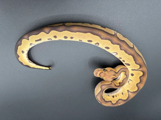2024 Mystic Clown Male Ball Python by Ballroom Pythons South