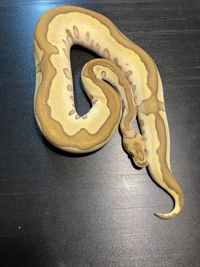 2024 Butter Leopard Clown Female Ball Python by Ballroom Pythons South