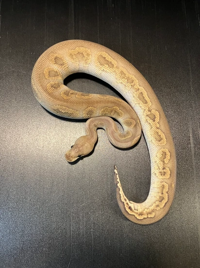 2024 Cinnamon GHI Clown Male Ball Python by Ballroom Pythons South