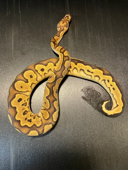 2024 Cinnamon Enchi Yellowbelly Clown Male Ball Python by Ballroom ...