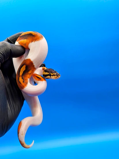 2024 🎃 Pumpkin Enchi High White Pied Ball Python by Balls and Hogs ...