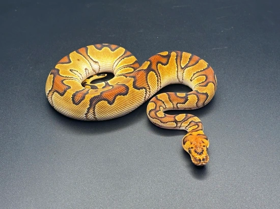 Cypress Enchi Clown Ball Python by Balls & Strikes Pythons