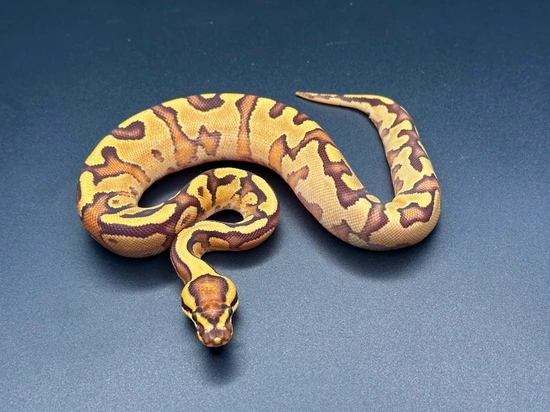 Asphalt Cypress Enchi Fire Het Clown Ball Python by Balls & Strikes Pythons