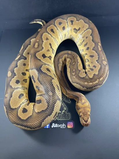 Weirdo Clown Ball Python by Balls Deep Reptiles LLC