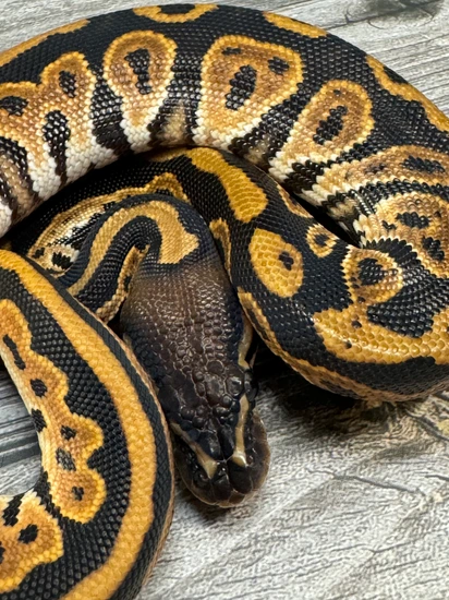 BP OD Trojan Ball Python by Balls Deep Reptiles LLC