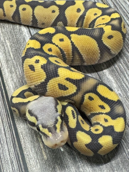 Pastel DG Hypo Ball Python by Balls Deep Reptiles LLC